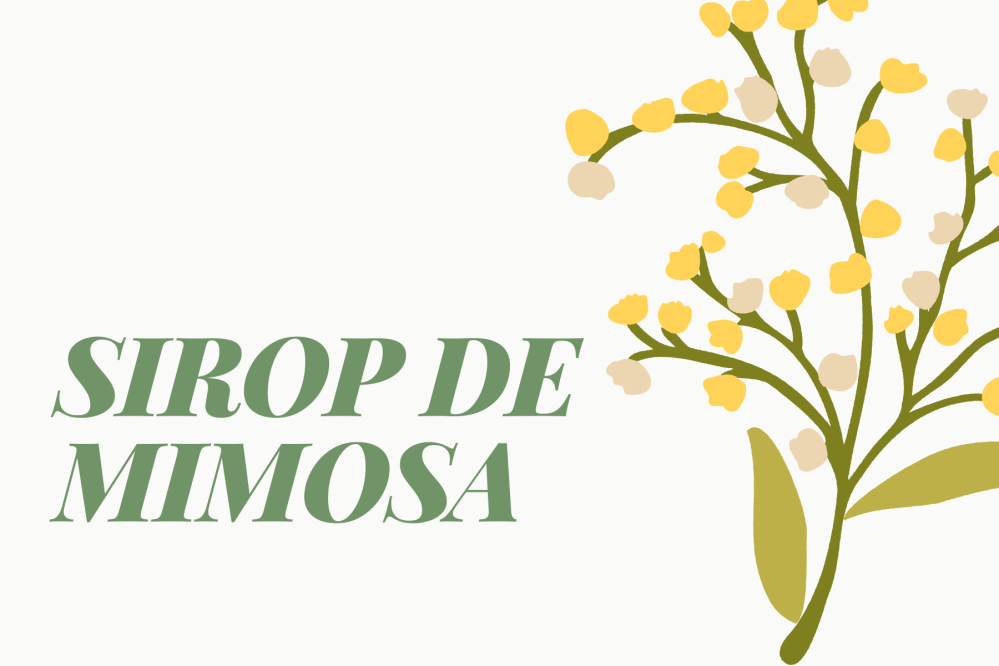 Sirop de fleurs de Mimosa – L'Herbe Folle